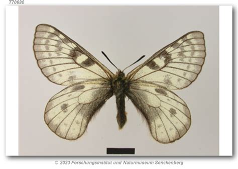 Parnassius Maharaja Type Specimens