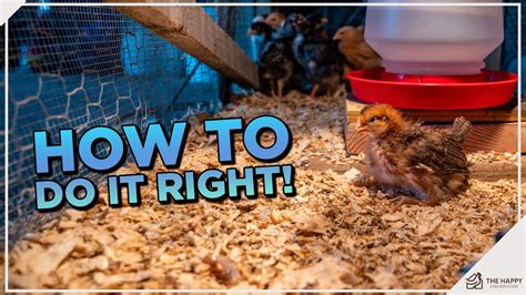 Day Old Chick Care Guide Survival Tips For The First 48 Hours