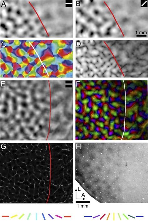 Orientation Preference Maps In V1 And V2 A D From 1 Case E H From A