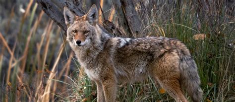 Coyote Snaring Techniques Coyote Trapping Fandt Fur Harvesters
