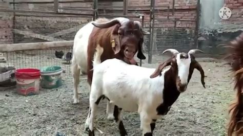 تزاوج الماعز امت النتايه تكون طالبة الجماع Youtube