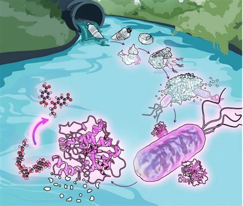 Plastic Eating Bacteria And Microbes A Potential Solution Towards