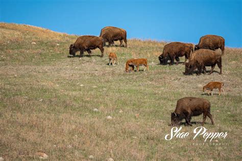 Driving The Wildlife Loop At Custer State Park In South Dakota No Home Just Roam