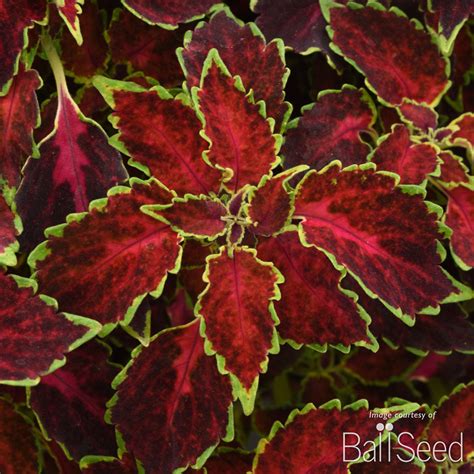 Coleus Ruby Punch 4 25in Cf Cornell Farm