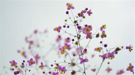 Garden Flowers 1 4k Uhd Wallpaper For Ultrahd Desktop And Tv