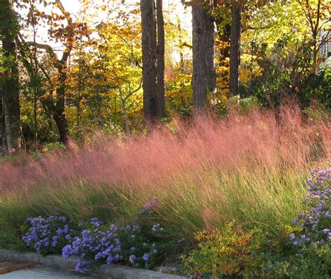 Pink Decorative Grasses For Landscaping Diy Hardy Ornamental Grasses