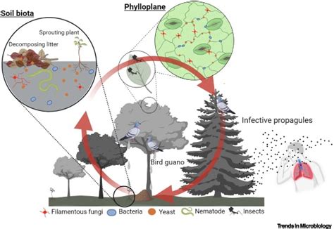 Cryptococcus Neoformans Plant Microbe Interactions And Ecology Trends In Microbiology