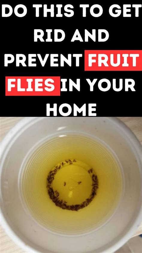 Keep Your Kitchen Fresh Top Natural Solutions Best Fruit Fly Killer