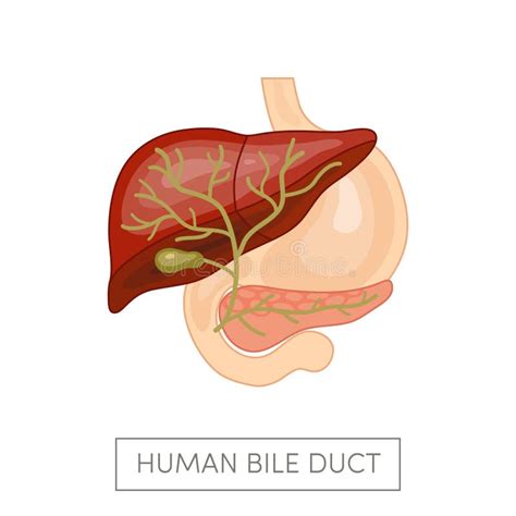 Gallbladder Duct Stock Illustration Illustration Of Healthcare 66046934