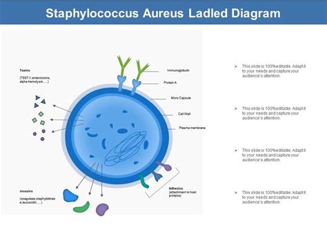 Staphylococcus Bacteria Diagram