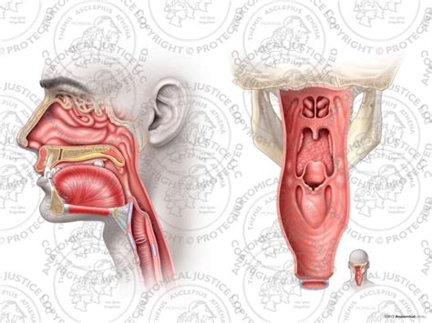 Pyriform Sinus Anatomy Pyriform Sinus Radiology Reference Article