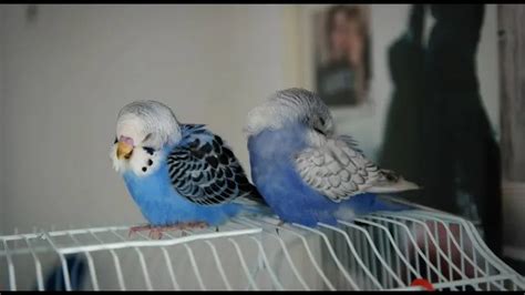 How Do Parakeets Sleep Habits And Best Sleeping Positions