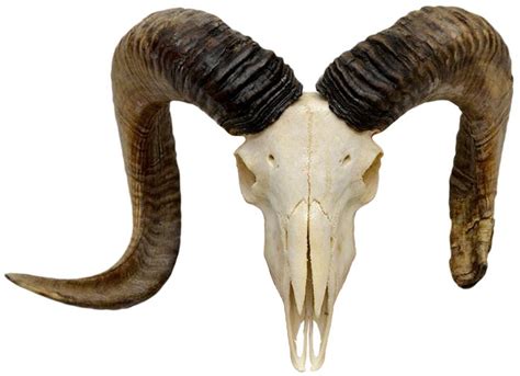 череп козла фото: 17 тыс изображений найдено в Яндекс.Картинках | Череп ...