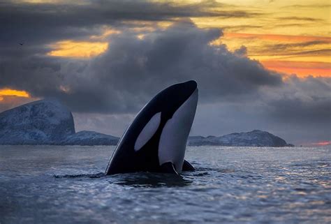 Biology Professor Photographs Arctic Whales And His Photos Will Take