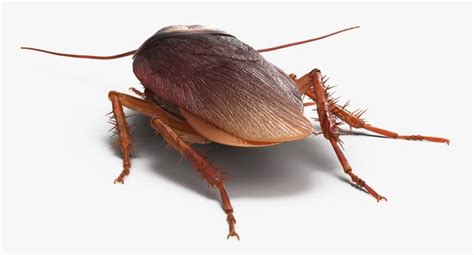 Cockroach Walking Pose 3d Turbosquid 1195600