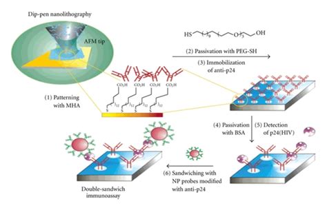 Membrane Based Immunoassay At Kristen Martin Blog