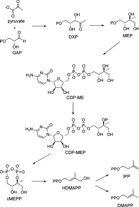 Scheme 1 Methylerythritol Phosphate Pathway For Isoprenoid