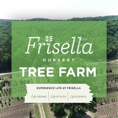Frisella Tree Farm Blog June 2020 Frisella Nursery