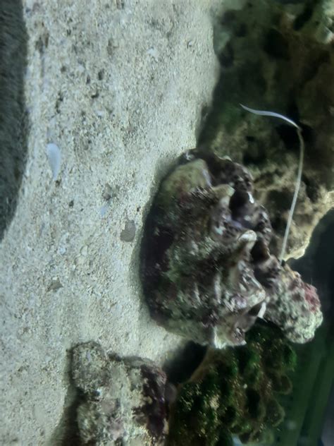 Clam Identification Reef2reef