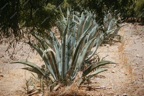 Premium Photo Row Of Maguey Plants In Mexico With A Blue Sky Background