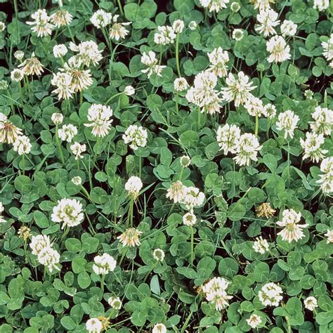 White Dutch Clover Groundcover And Grass Seeds From Gurneys Seed