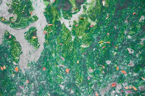 Green Algae With A Pattern Like A World Map And The Earth On A Concrete