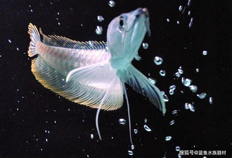 永胜白金龙白金龙和红金龙第6页大山谷图库