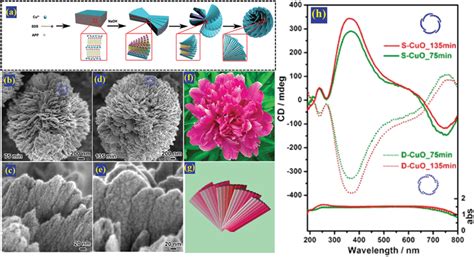 A Schematic Illustration For The Preparation Of A Chiral Cuo Flower