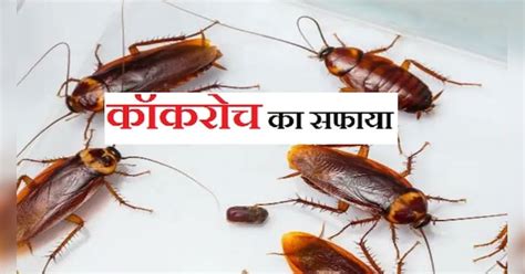 How To Get Rid Of Cockroaches Tilchatta Bhagane Ke Upay Kitchen Hacks