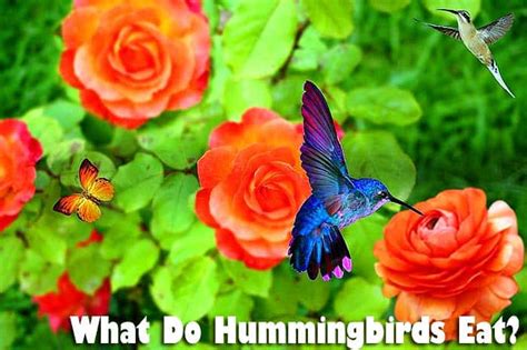 What Do Hummingbirds Eat Hummingbirds Diet By Types Bioexplorer