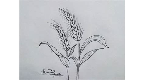 Wheat Plant Drawing Easy With Pencil