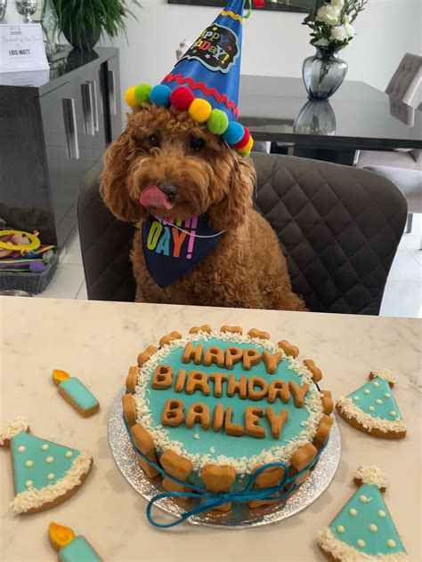 Happy Birthday Bailey X 😍😍 Prestige Cavapoo