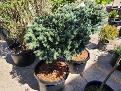 2 Dwarf Pine Trees Prime Time Auctions Inc