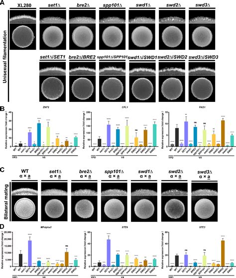 Figure 1 From The Compass Complex Regulates Fungal Development And
