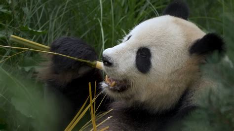 Pandas Should Be Extinct By Now Scientists Dont Know How They Survived