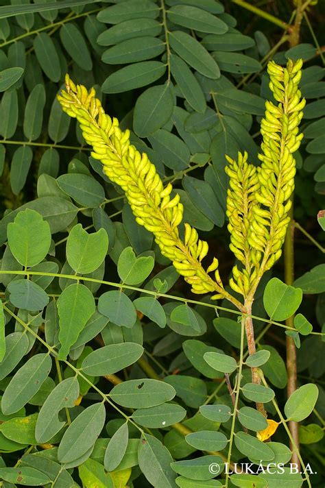 Amorpha Fruticosa L