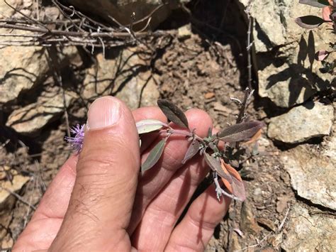 Monardella Viridis Calflora
