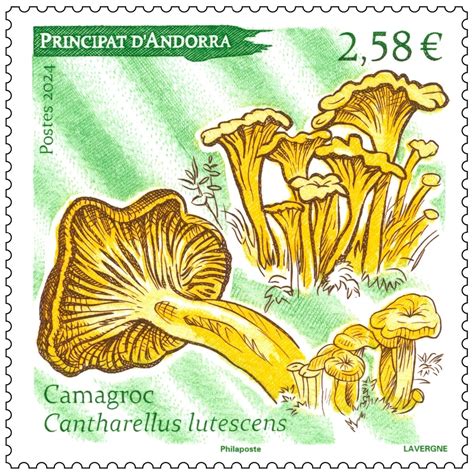 Andorra 2024 Mushroom Yellow Foot Cantharellus Lutescens Funji Pilz 1