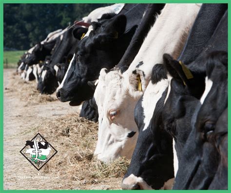 How Important Is Rumen Ph Farm Consultancy