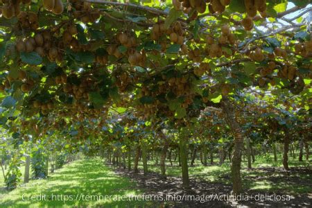 Kiwi Fruit And Plant Guide — How To Grow Prune Sell And Eat Kiwi