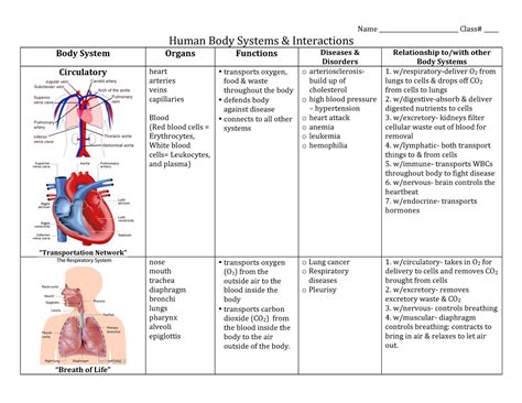 Human Body Systems Chart 2017 Human Body Systems And Interactions Body