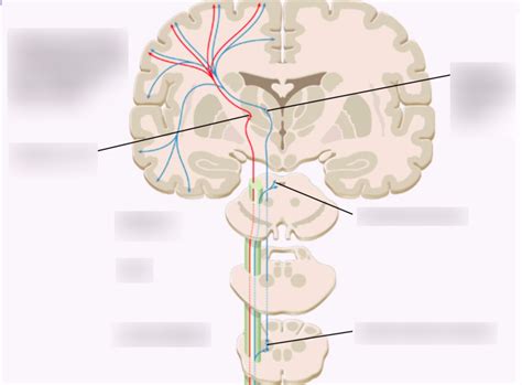 Spinoreticular Tract Pathway