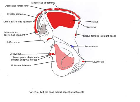 Bones Ll Myhumananatomy