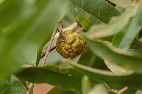 Premium Photo Small Wild Fruit