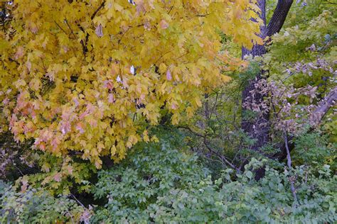 Autumn Forest Color Chaos Fujifilm X T2 Velvia Simulation Flickr