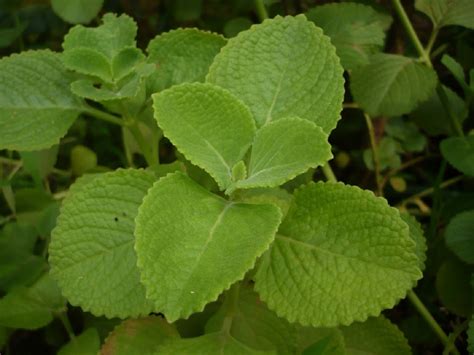 How To Dry Oregano At Home Complete Guide Tricks And Uses For The