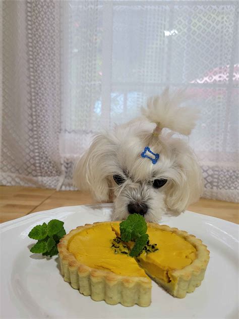 경기도 광주 반려견을 위한 수제간식만들기 원데이클래스
