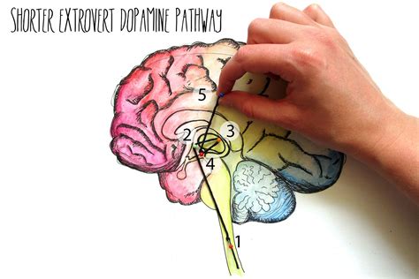 The Introvert Brain Explained Magical Daydream