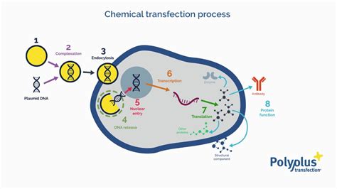 Cell Line Transfection At Laurice Carter Blog