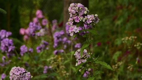 25 Best Phlox Varieties For Your Garden